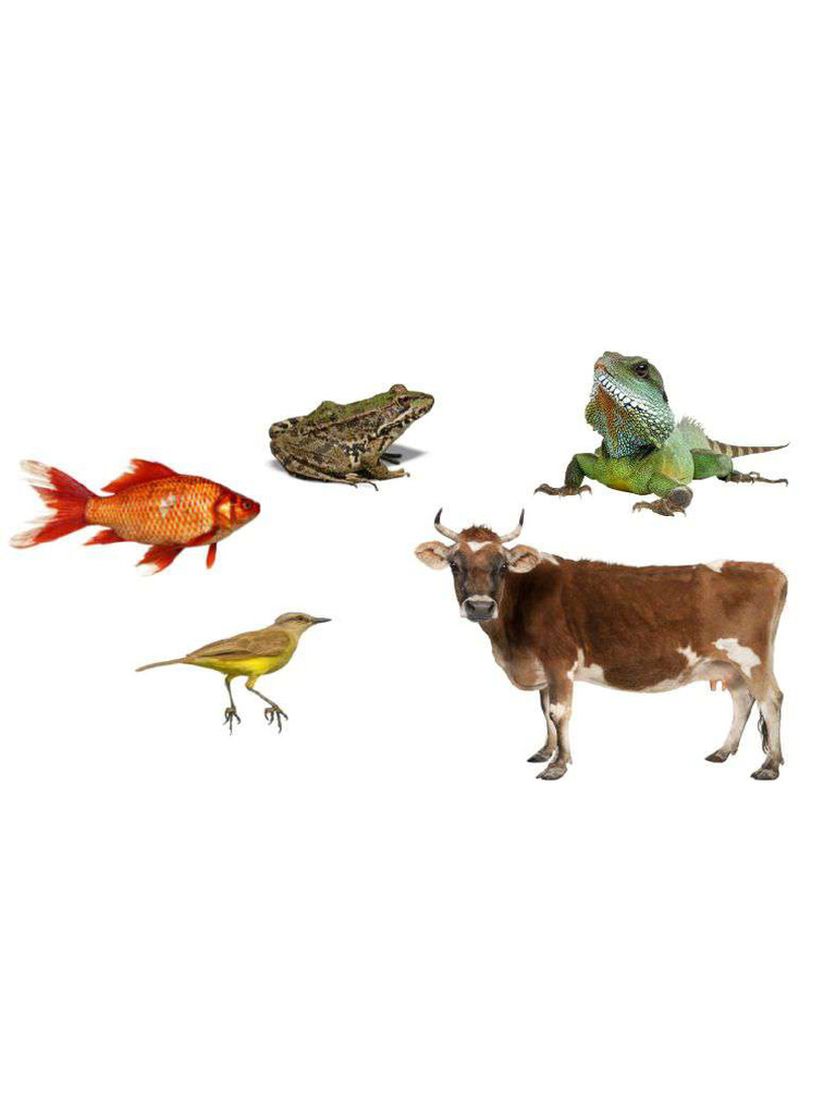 contoh_hewan_vertebrata_dan_klasifikasinya | PDF