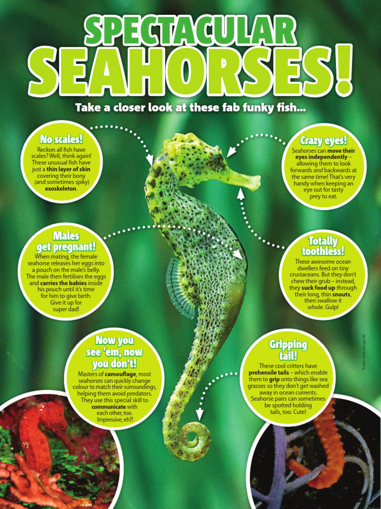 Seahorse Primary Resource | PDF | Zoology
