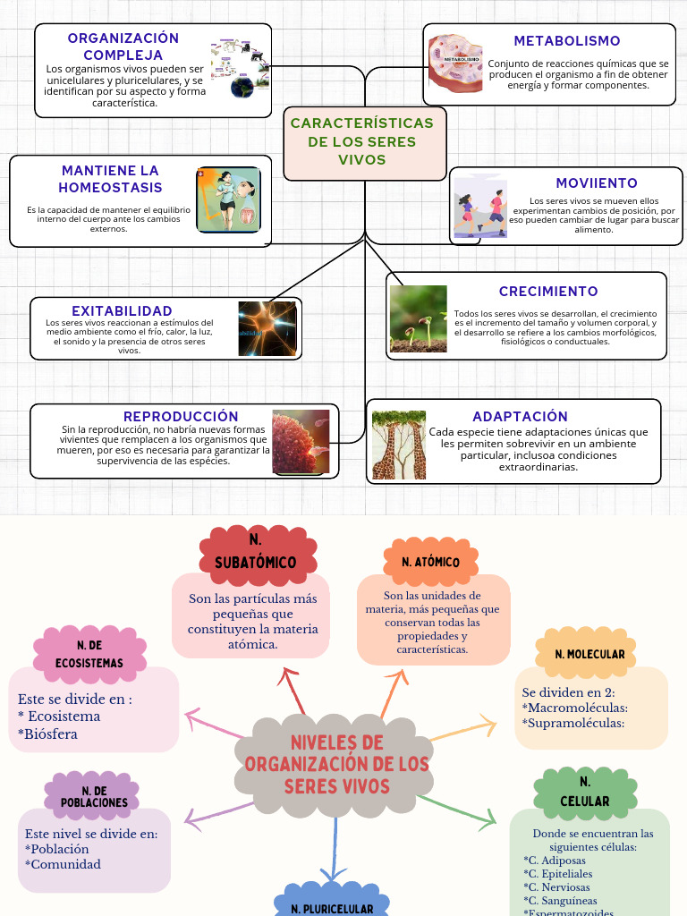 Organizador de los seres vivos | Descargar gratis PDF | Organismos | Naturaleza