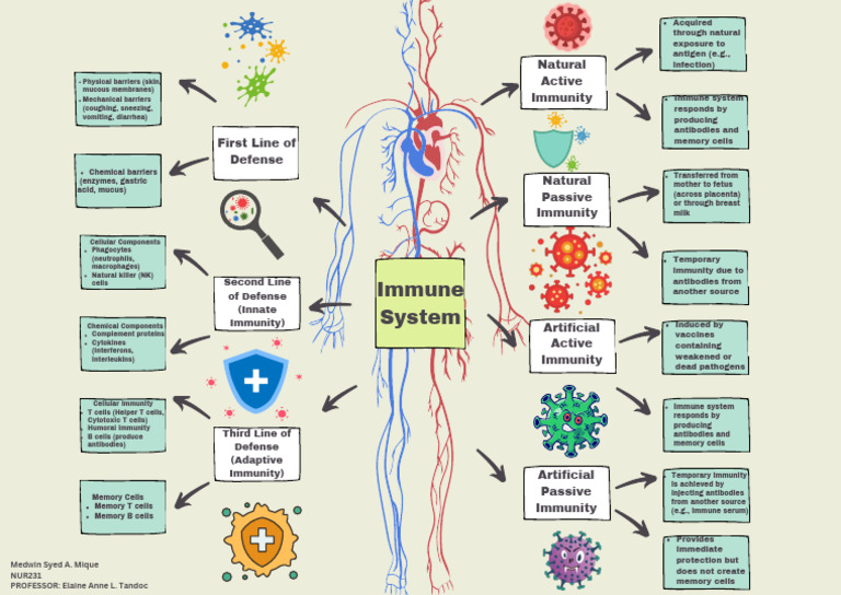 Concept Map of Our Immune System | PDF | Immune System | Immunology