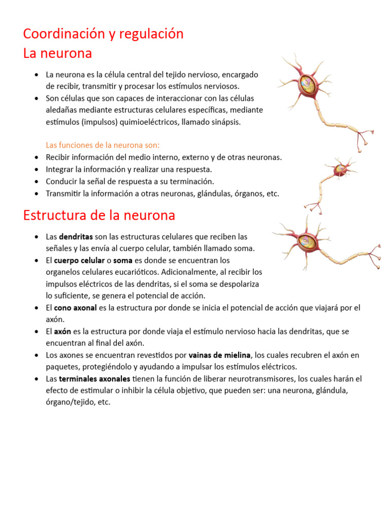 Estructura y Función de Neuronas | PDF | Neurona | Axon
