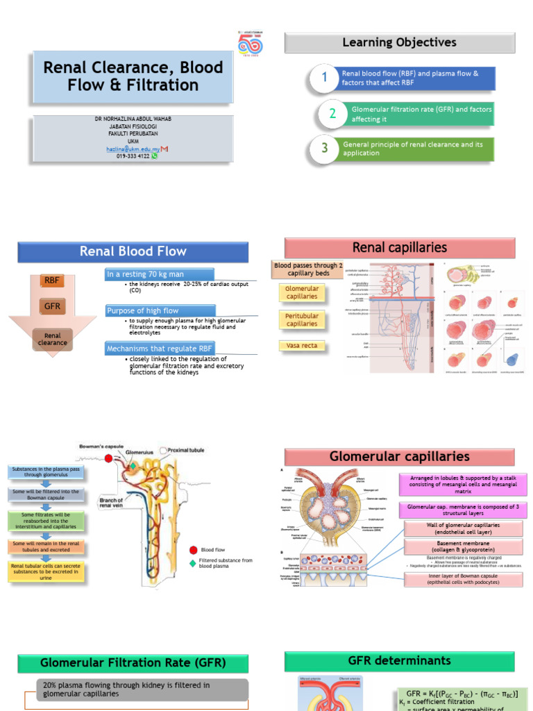 CL4 Renal Clearance, Filtration and Blood Flow | PDF | Kidney | Urinary System