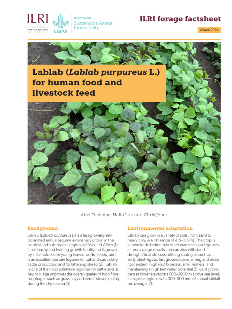 ILRI ForageFactsheet Lablab | PDF | Legume | Sowing