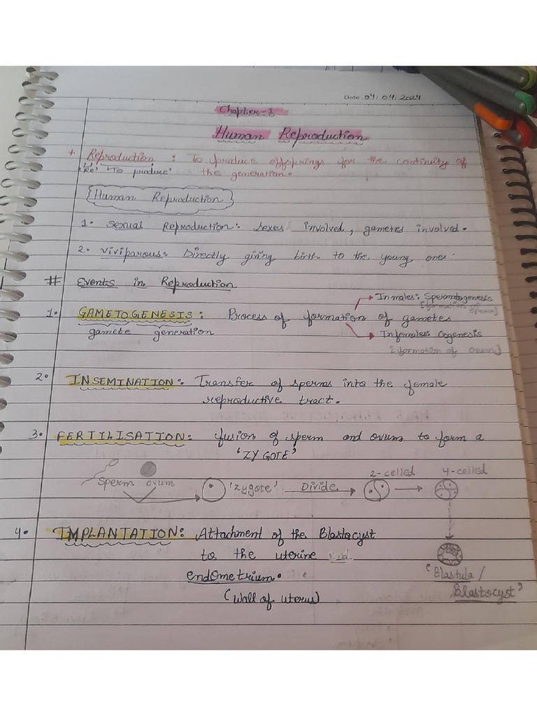 Human Reproduction Class 12th | PDF