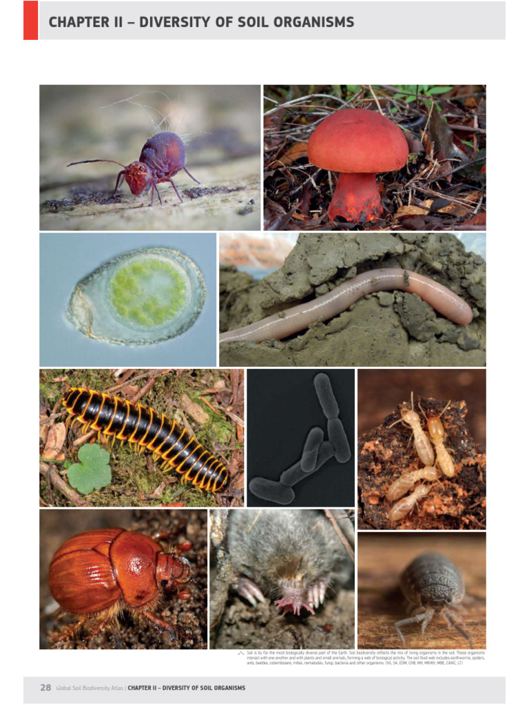 SC Soil Biodiversity | PDF | Cell (Biology) | Biology