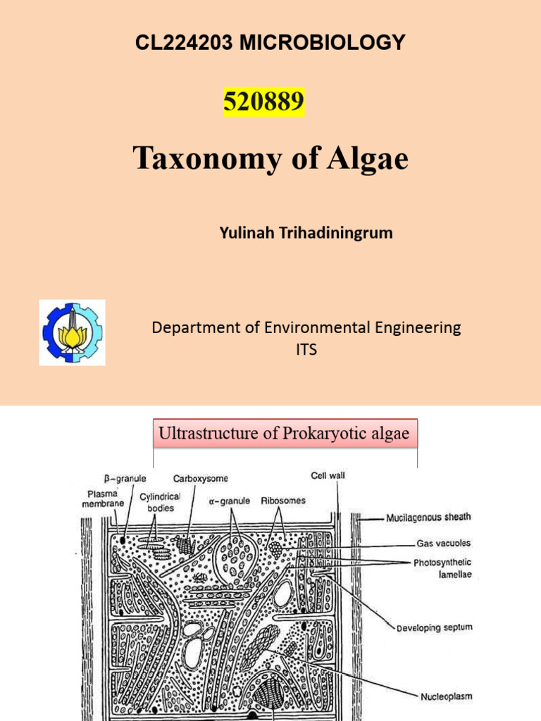 Algae | PDF | Algae | Biology