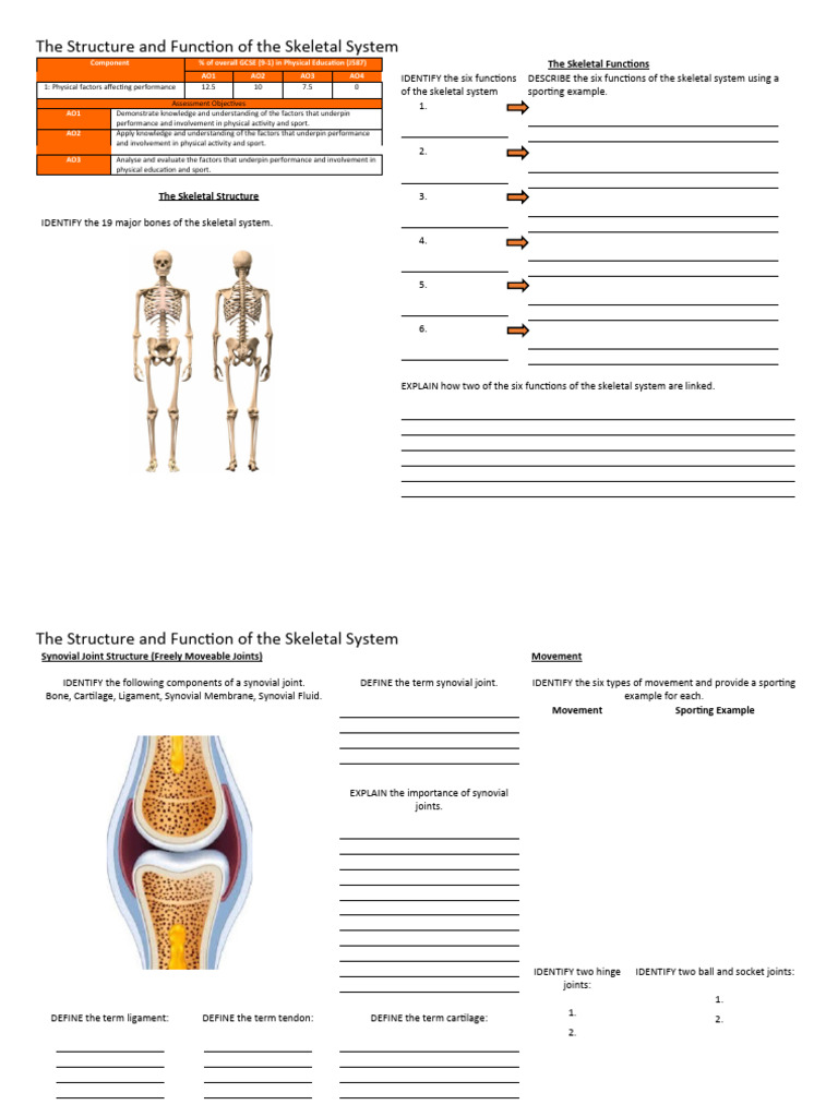 Choice 1 question sheet | Download Free PDF | Skeleton | Anatomy