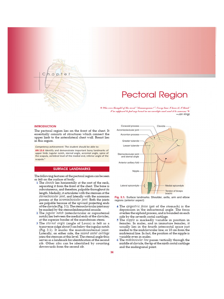 Pectoral Region Anatomy | Download Free PDF | Arm | Breast