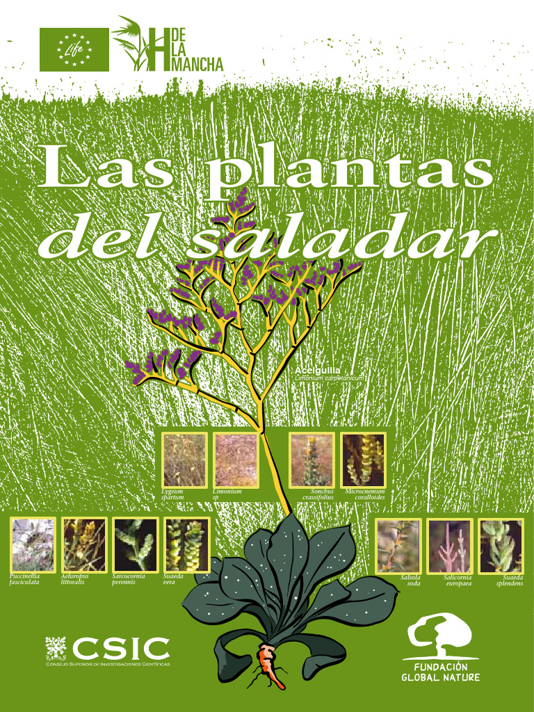 Manual Plantas de Saladar | PDF | Plantas | Botánica