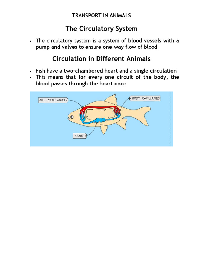 Transport in Animals | PDF | Heart Valve | Heart