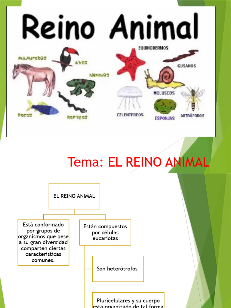 CCNN El Reino Animal | PDF