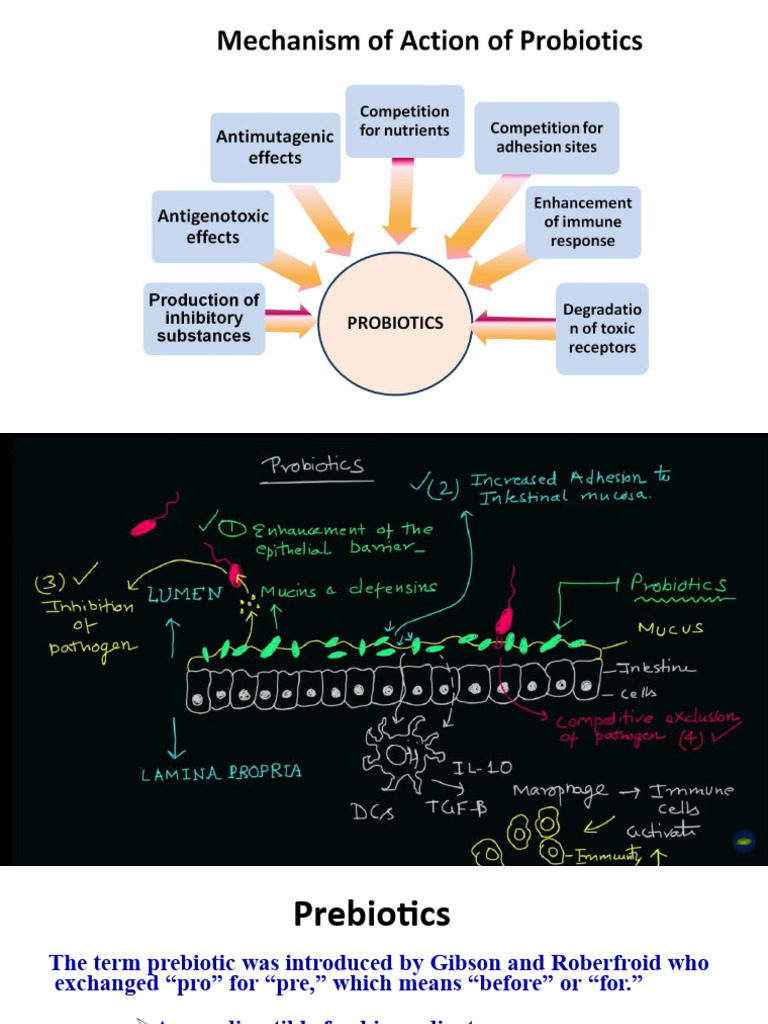Understanding Prebiotics and Their Benefits | PDF | Wellness ...