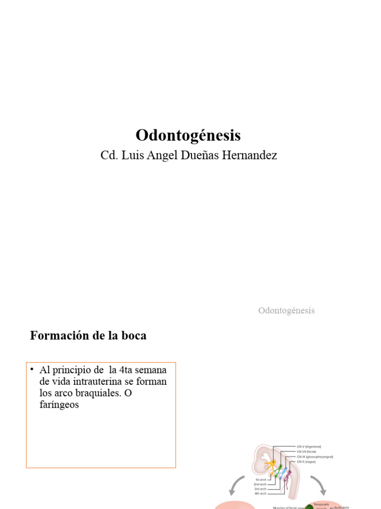 Odontogénesis | PDF | Epitelio | Tejido (biología)