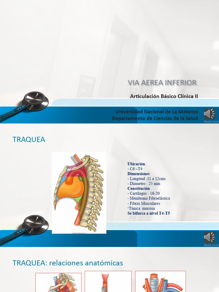 Via Aerea Inferior | PDF | Epitelio | Anatomía