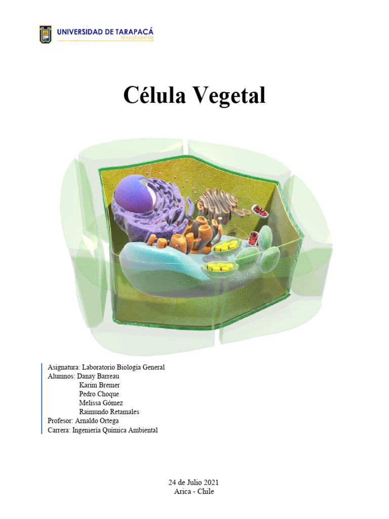 Informe Célula Vegetal | PDF | Fotosíntesis | Plantas