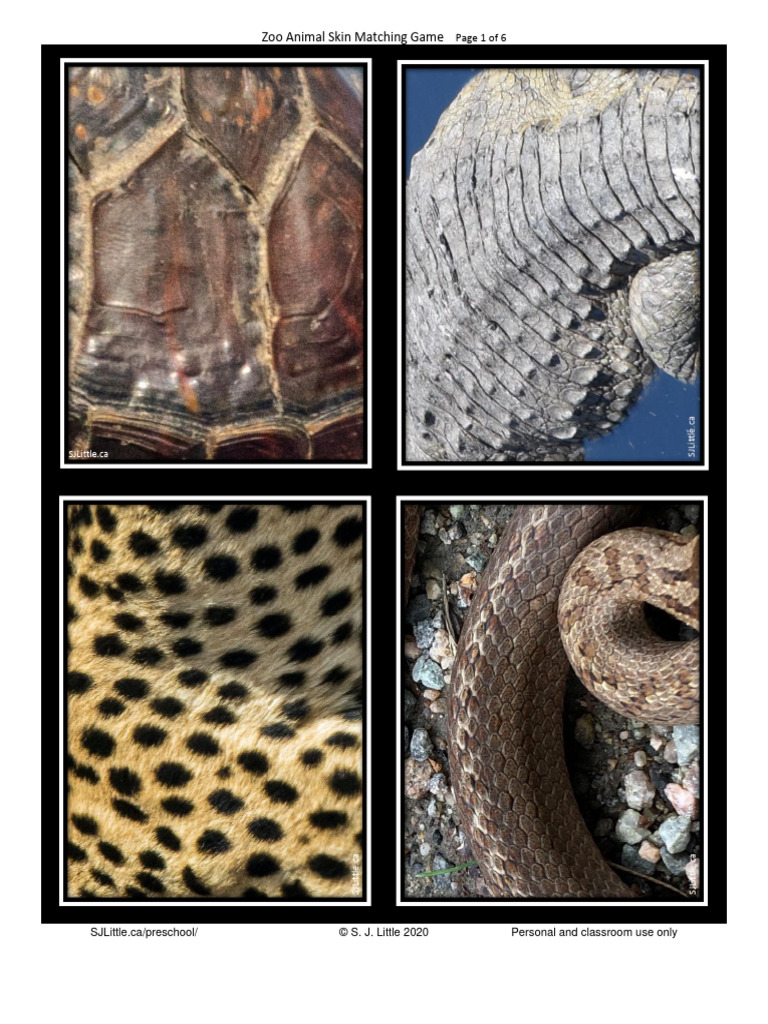 Zoo Animal Skin Matching Game S J Little | PDF