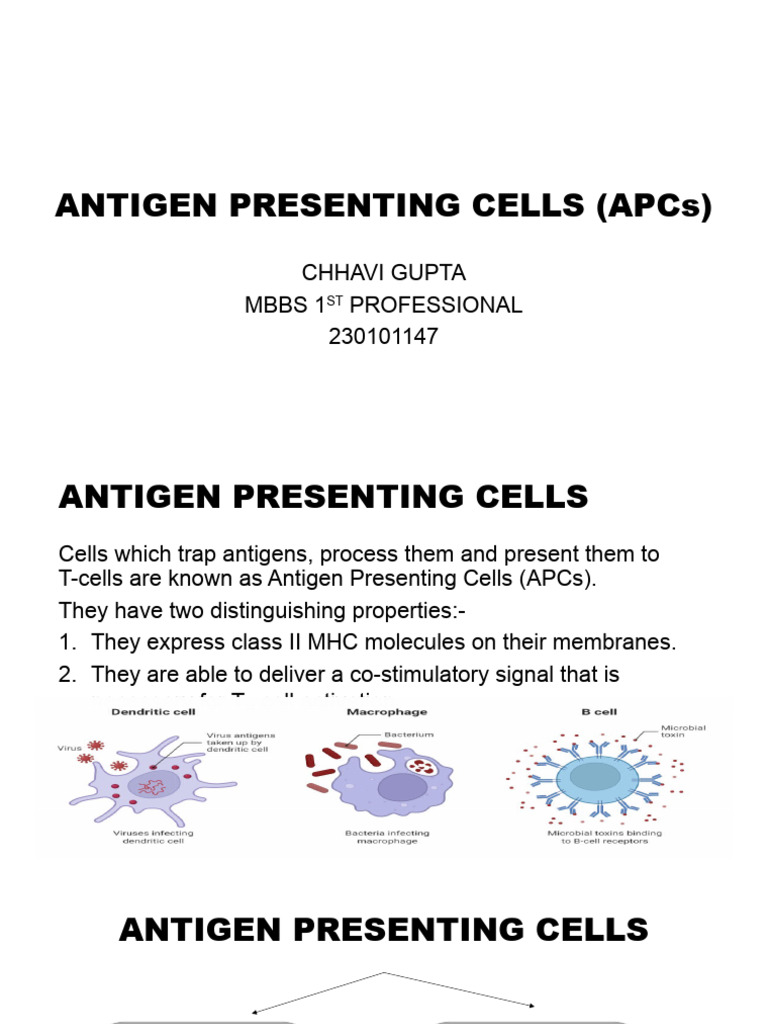 Antigen Presenting Cells (Apcs) | PDF | Antigen | Major Histocompatibility Complex