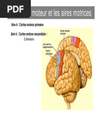 Le Cortex Moteur et ses Fonctions | PDF | Cortex cérébral | Nerf