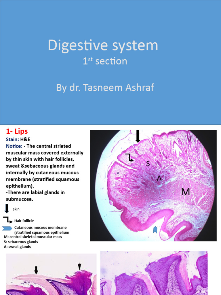 Digestive System Section | PDF | Epithelium | Tissue (Biology)