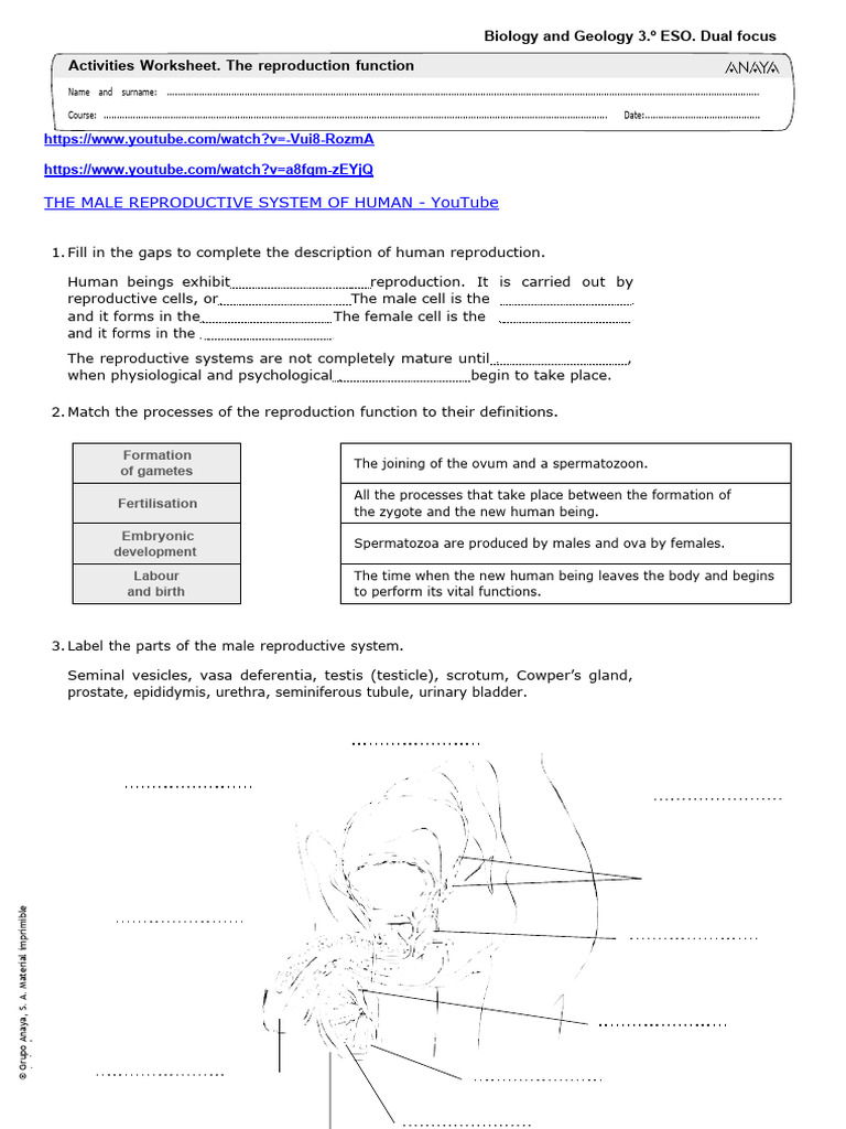 Unit 5, Reproductive Systems | PDF | Reproductive System | Menstrual Cycle
