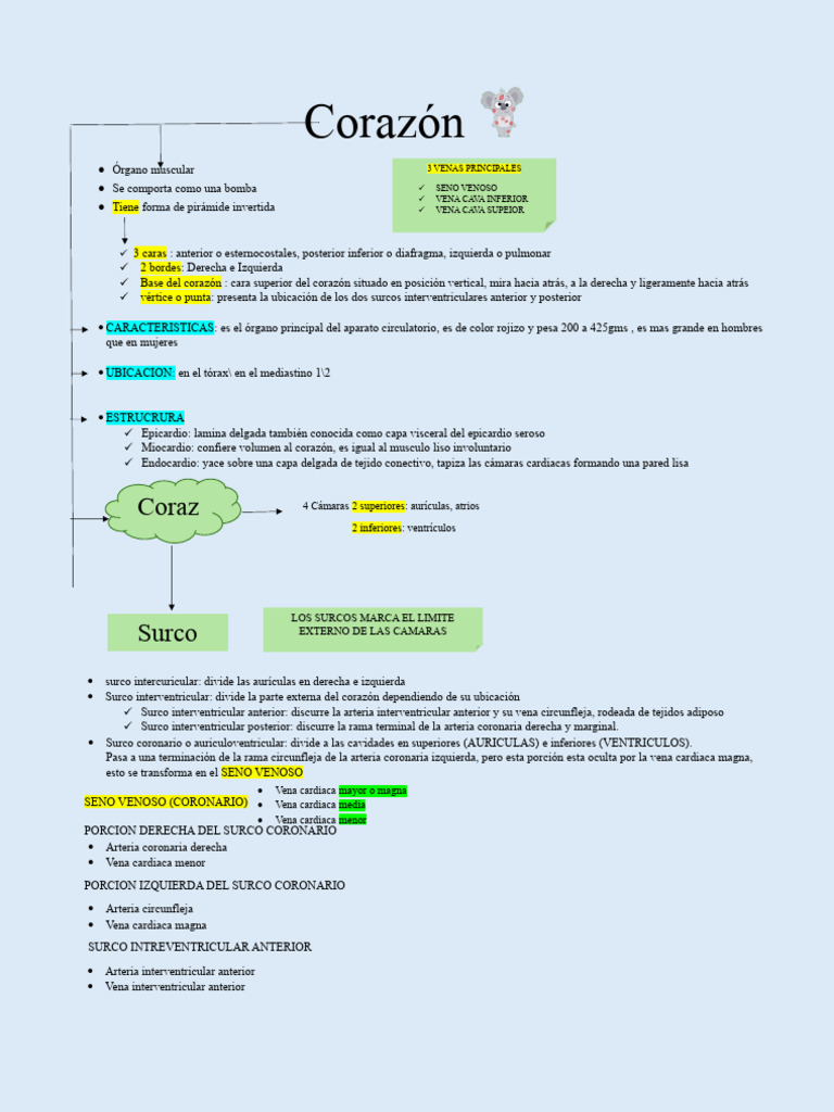 Corazón | PDF | Corazón | Vena