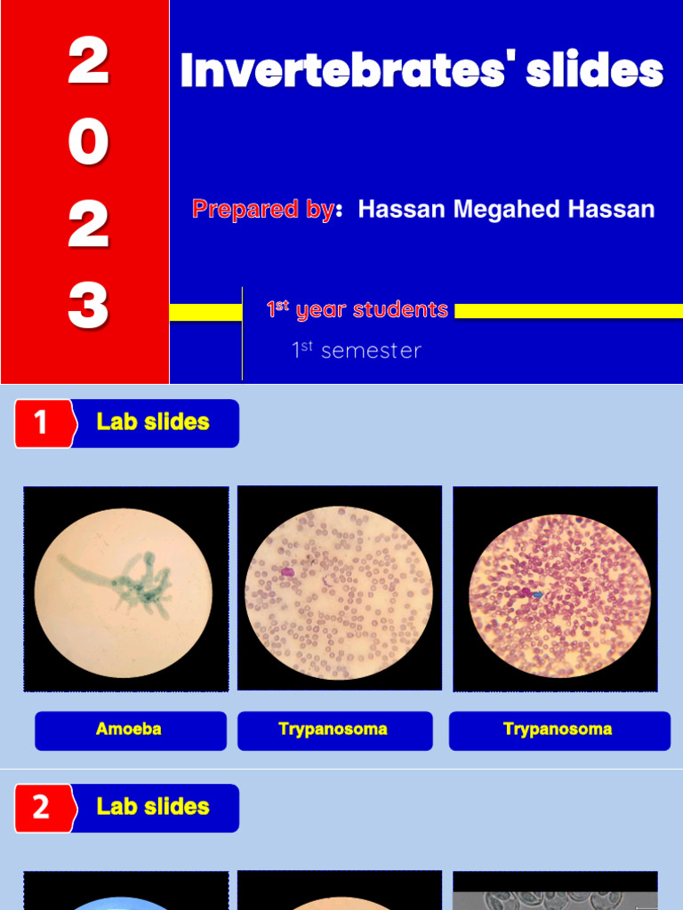Revision Hassan Megahed Hassan 2023 | PDF