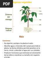 Raiz Axonomorfa | PDF | Raíz | Tallo de la planta