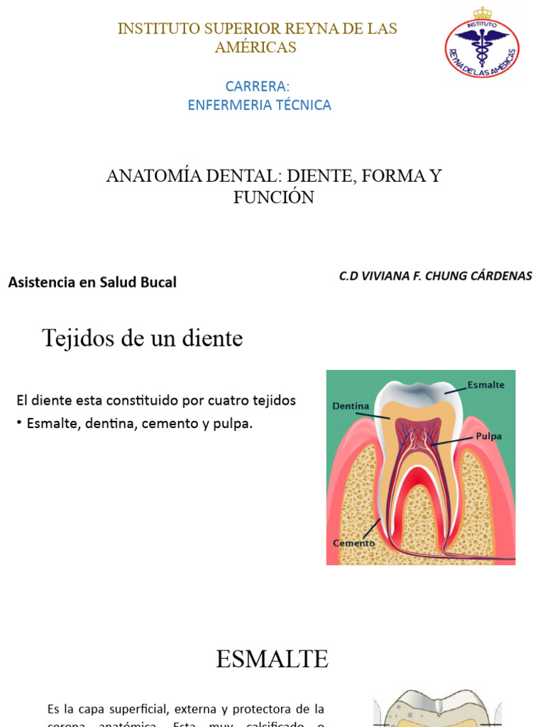 Anatomia Dental Diente Forma y Funcion | PDF | Diente | Boca