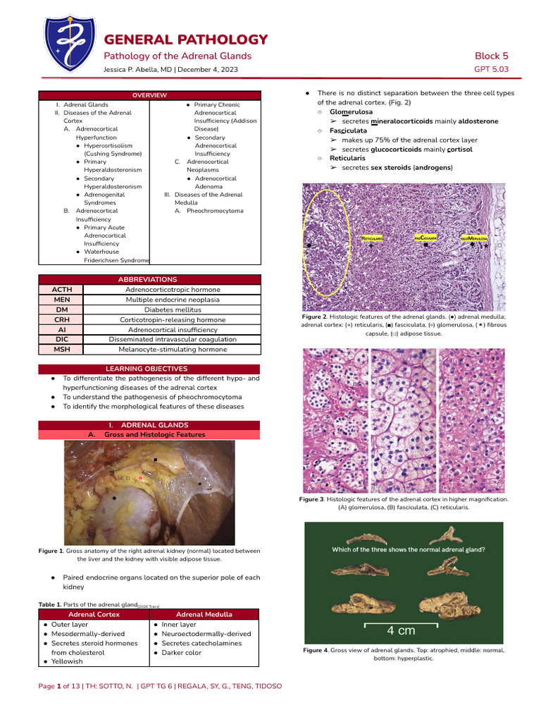 GPT 5.03 Pathology of The Adrenal Glands - v2 - 01.07.24 | Download Free PDF | Adrenal Gland ...