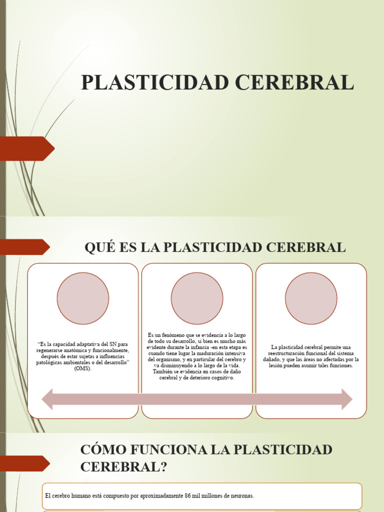 Entendiendo la Plasticidad Cerebral | PDF | Cerebro | Neuroplasticidad