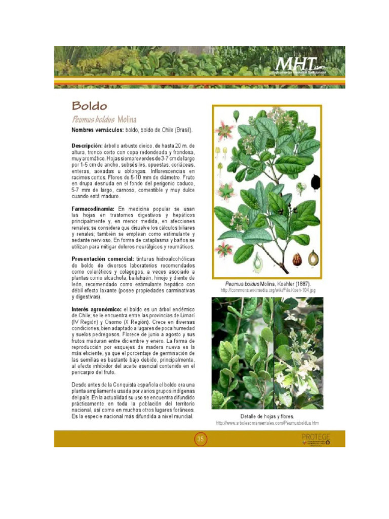 Boldo | PDF
