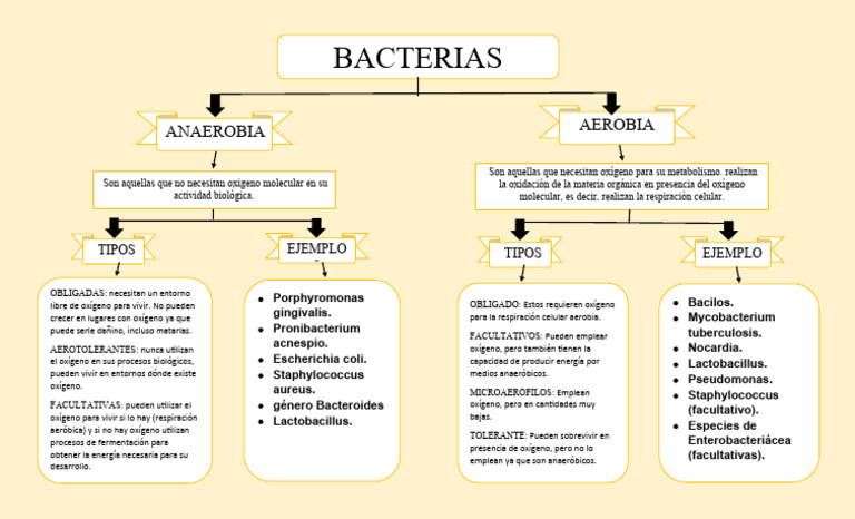 Mapa Conceptual de Las Bacterias | PDF | Microbiología | Las bacterias