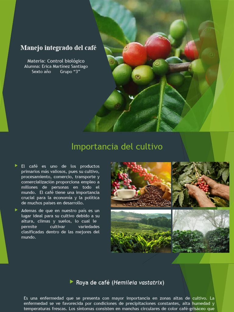 Manejo Integrado Del Cafe | PDF | Control biológico de plagas | café