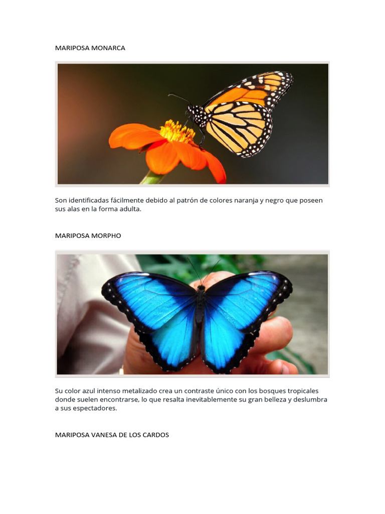 MARIPOSAS | PDF