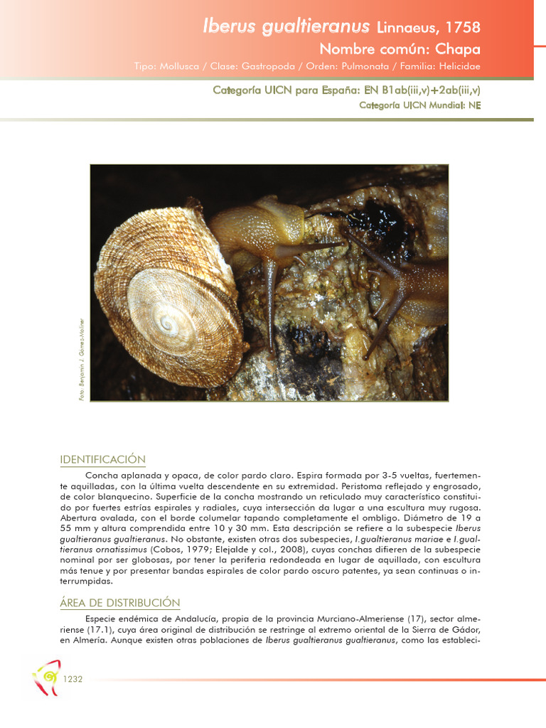 Iberus Gualtieranus Tcm30-198519 | PDF | Biología