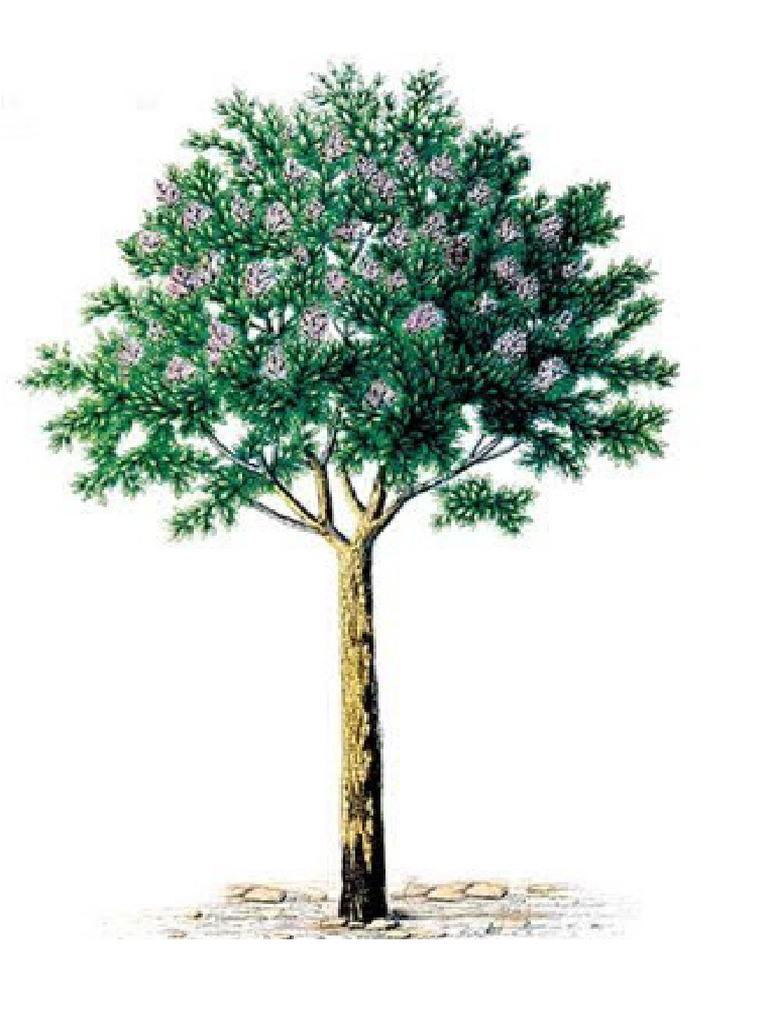 escudo nacional partes | PDF