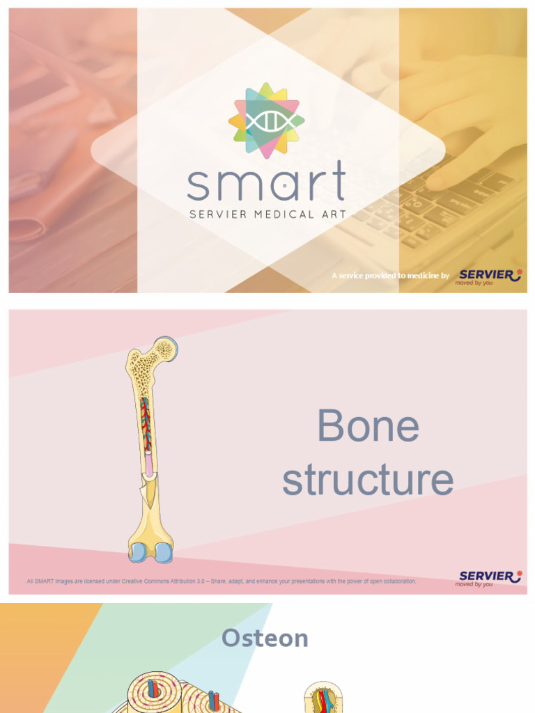 Bone_structure | PDF | Bone | Skeletal System