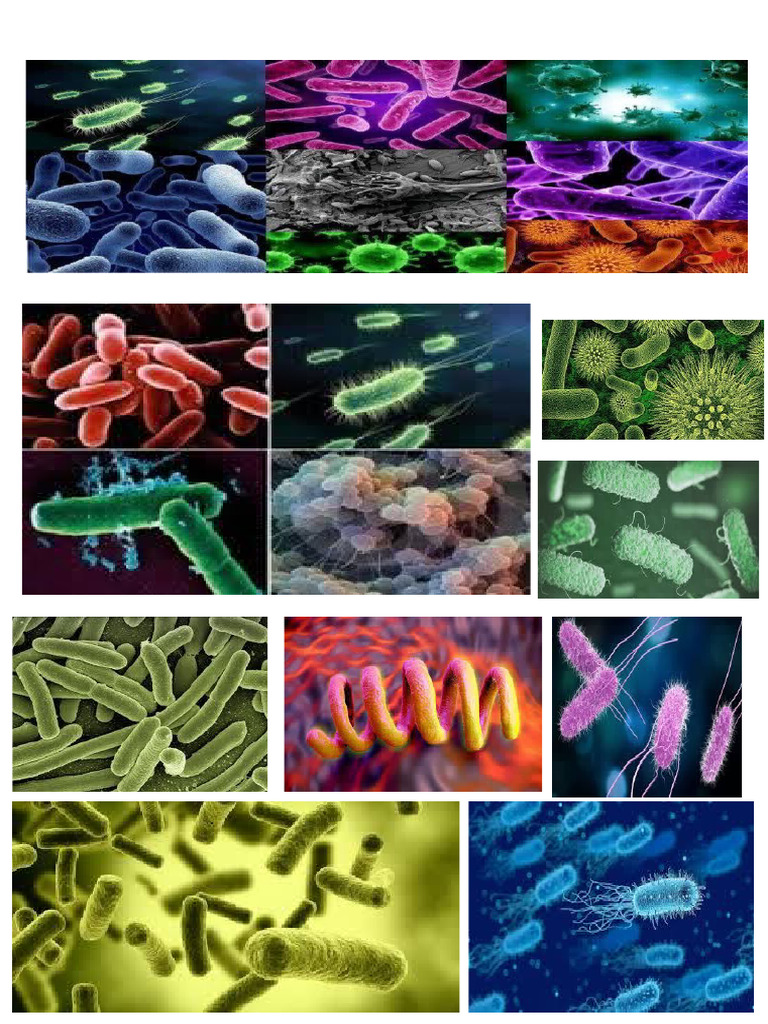 Moneras Doc. 6 | PDF