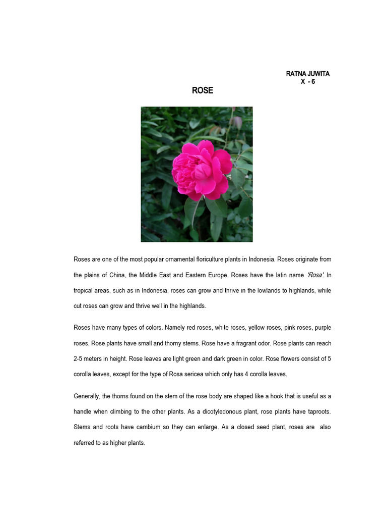 Rose | PDF