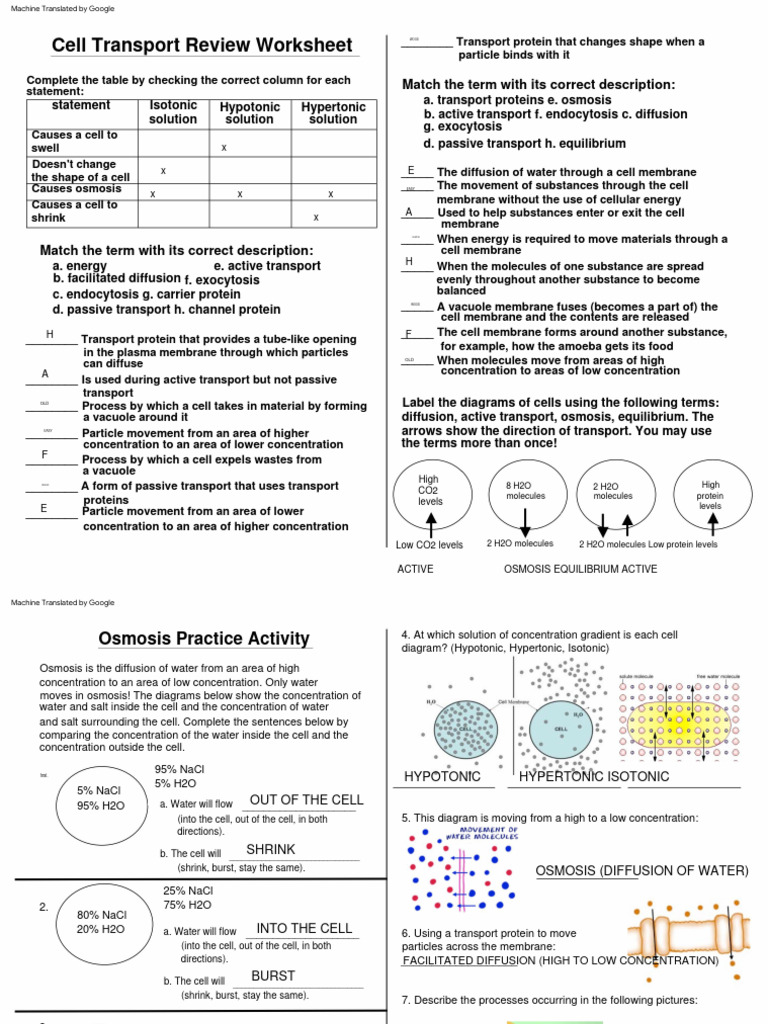 Cell-Transport-Review-KEY | PDF | Osmosis | Cell Membrane