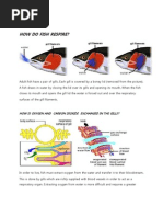 Fish Circulation: Gill and Systemic Flow | PDF | Heart | Artery