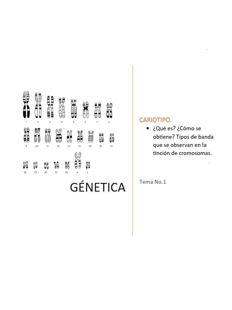 Cariotipos. Genética | PDF | Cariotipo | Cromosoma