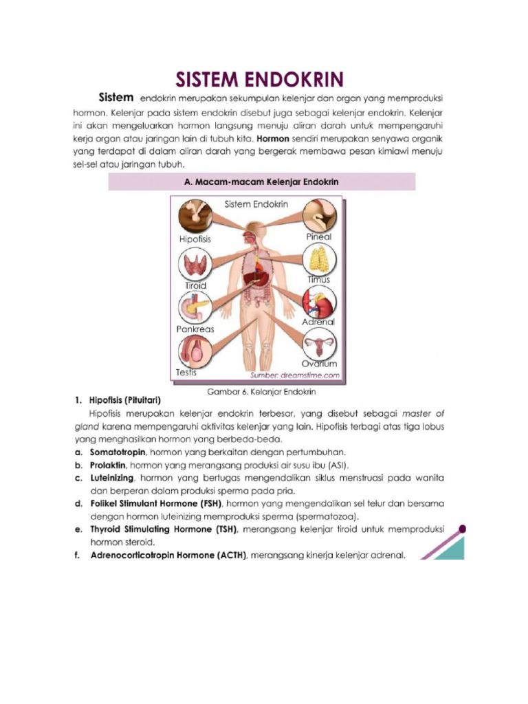 Materi Sistem Endokrin Xi Mipa 2024 | PDF