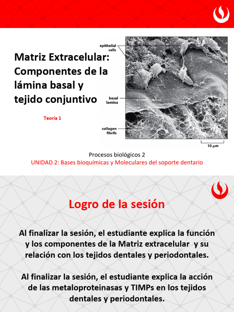 PB2 - PPT Te11 | PDF | La matriz extracelular | Tejido conectivo
