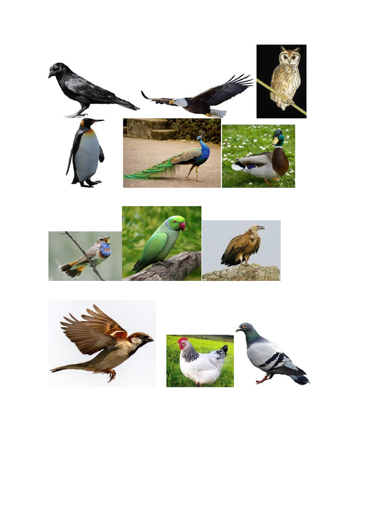 birds | PDF