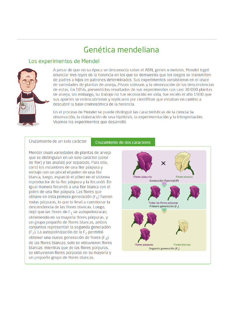 GENÉTICA MENDELIANA | PDF