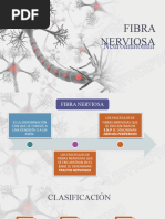 Clasificación de Fibras | PDF | Anatomía humana | Sistema nervioso
