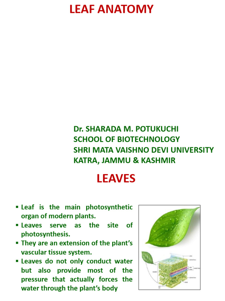 Leaf Anatomy (1) | PDF | Leaf | Stoma