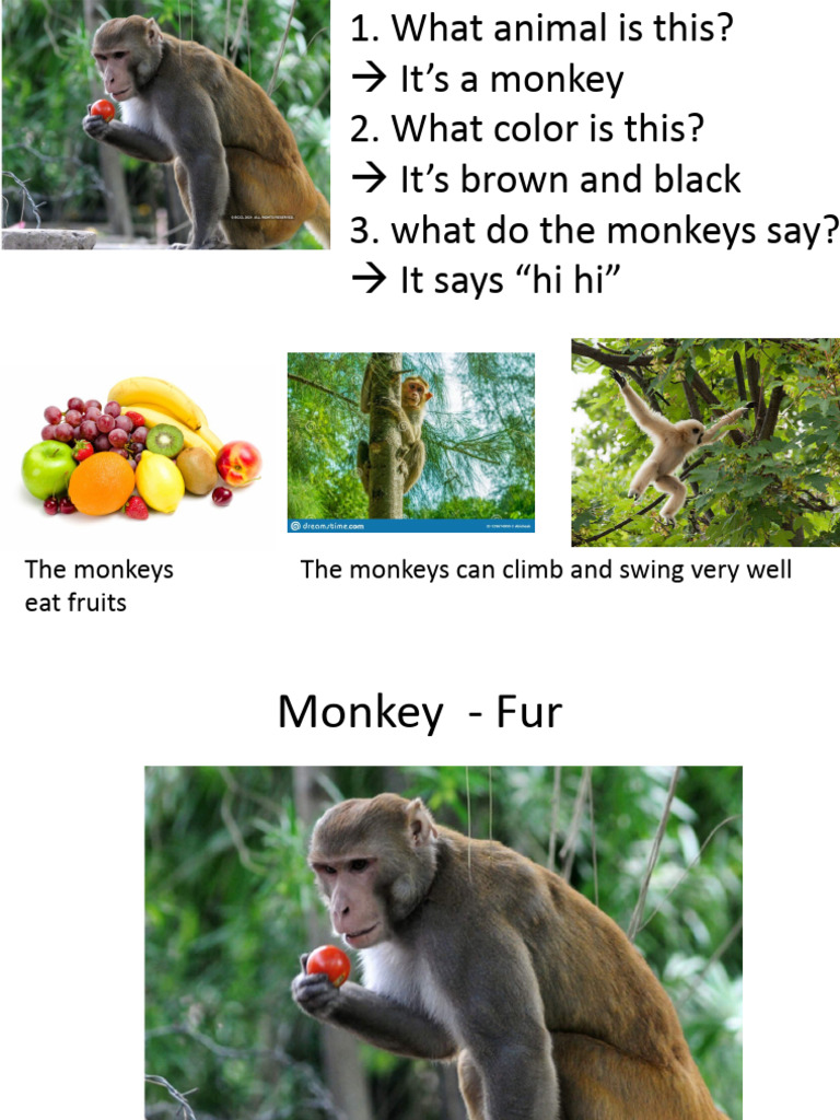 Lesson 8 - Monkey | PDF