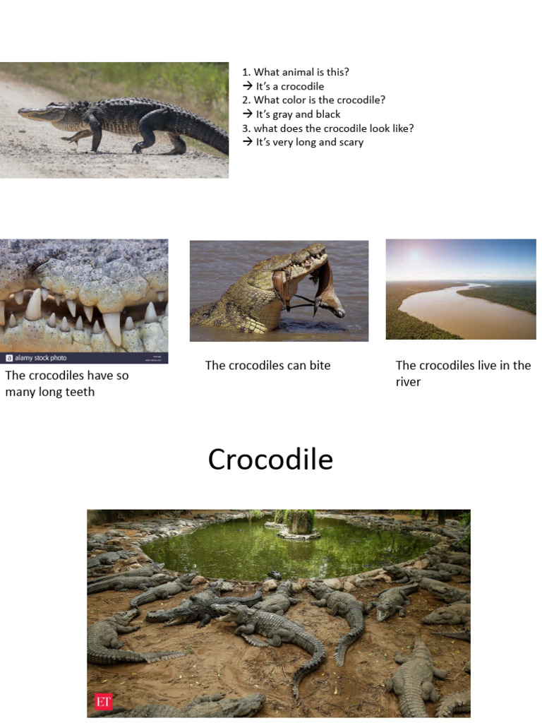 Lessson 10 - Crocodile | PDF